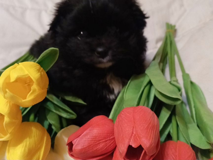 Щенки померанского шпица