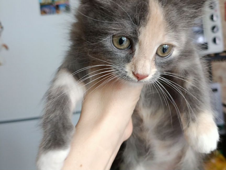 Котята в добрые руки бесплатно