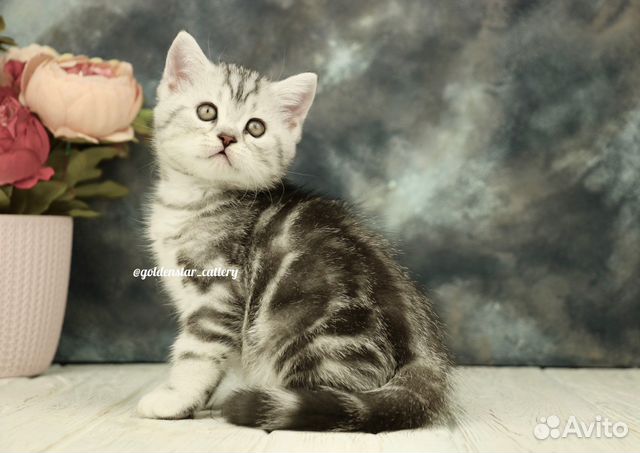 Скоттиш страйт серебристый мраморный котик ns22