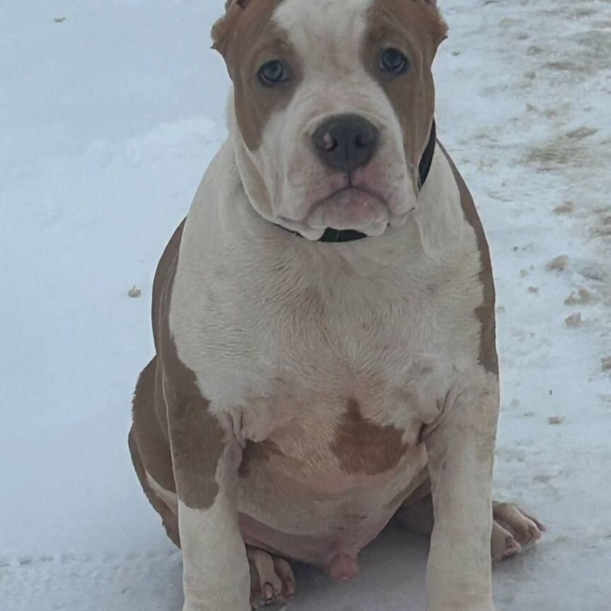 Американский стаффордширский терьер, щенок