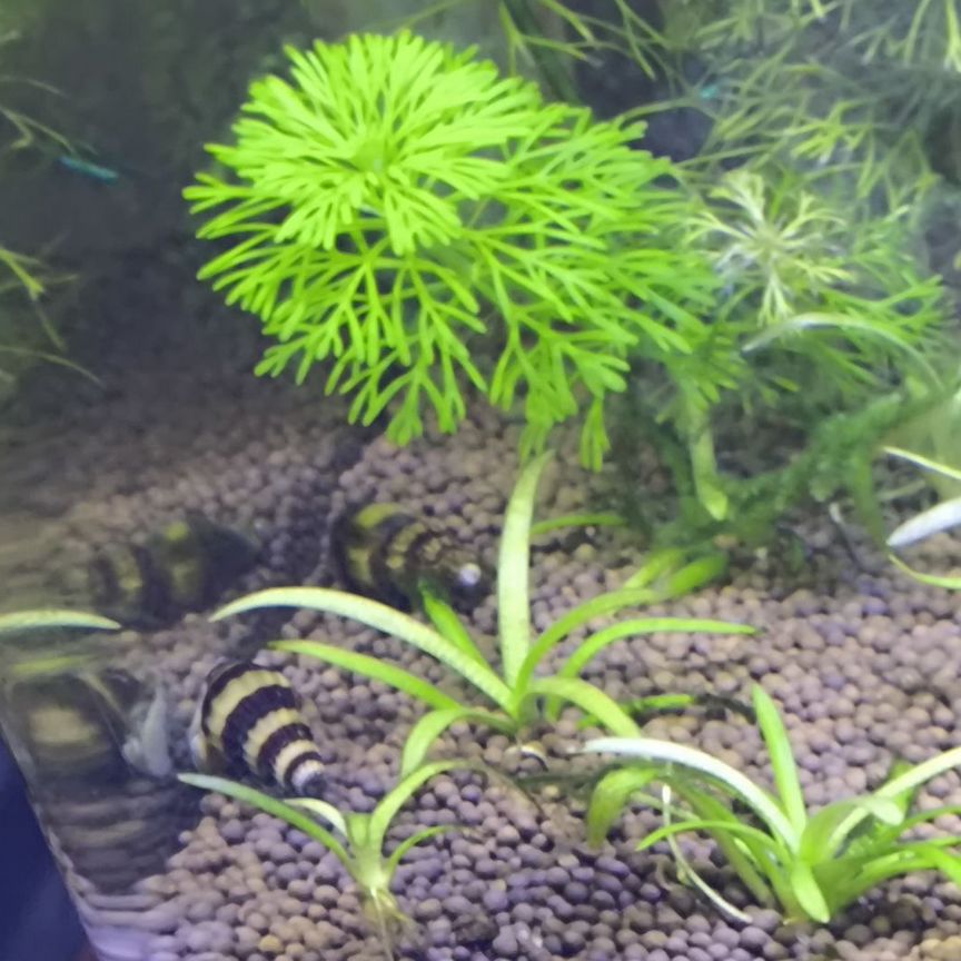 Улитка аквариумная хелена