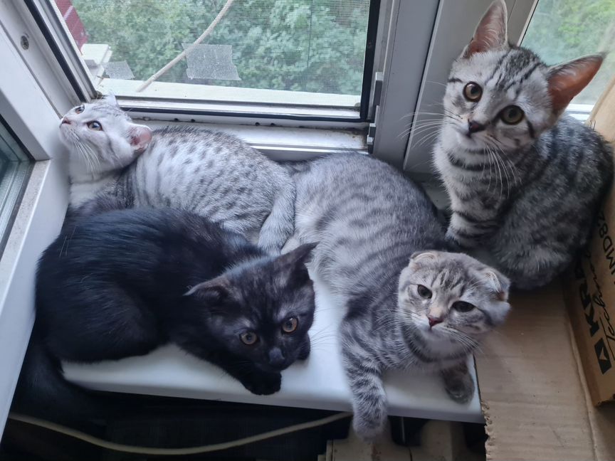 Шотландские вислоухие котята