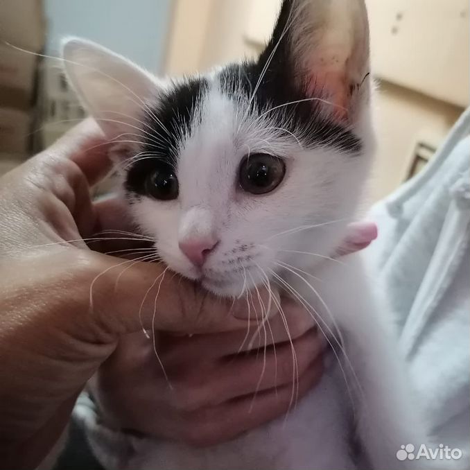 Котенок белый бим черное ухо