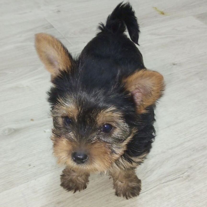 Йоркширский терьер, щенок