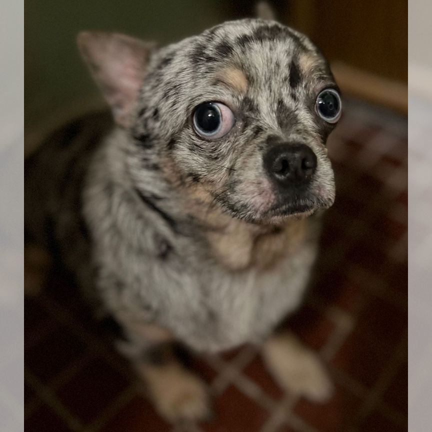 Чихуахуа мерле