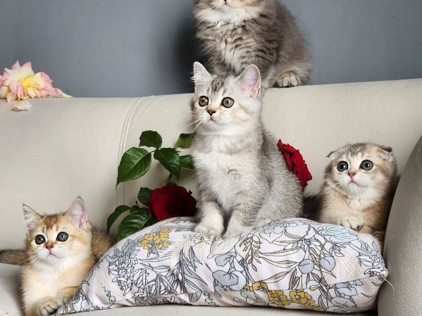 Породистые шотландские котята из питомника