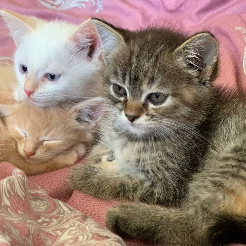 Котенок в добрые руки, девочка