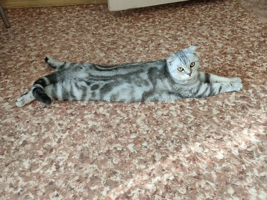 Шотландская вислоухая кошка