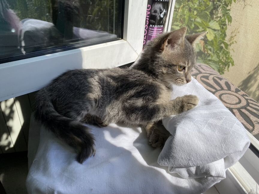 Кисонька маленькая, трогательная, ласковая, игруля