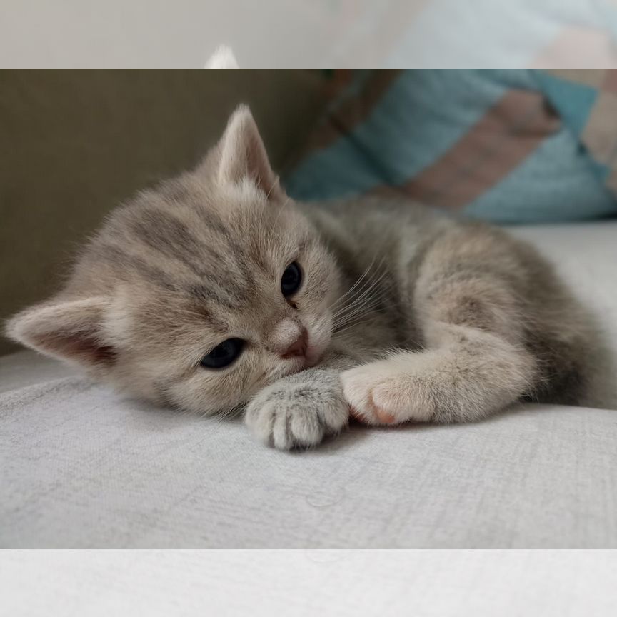 Шотландская