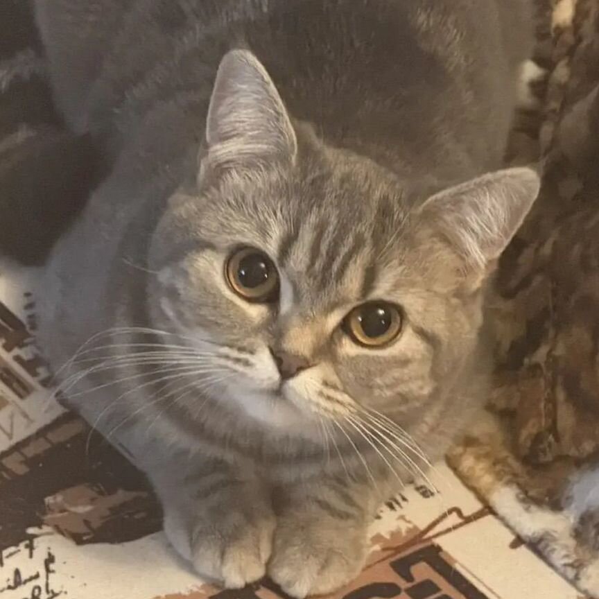 Шотландский прямоухий короткошёрстный котёнок
