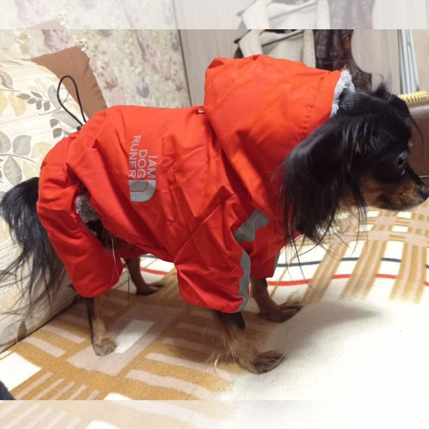 Зимняя одежда для маленьких собак
