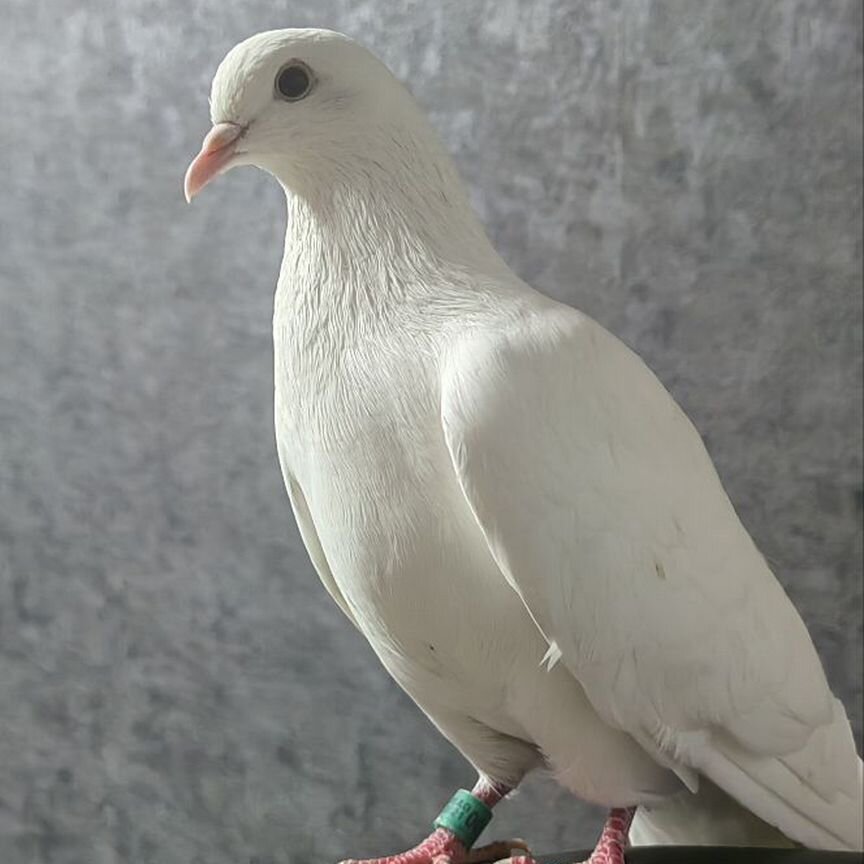 Нашли голубя