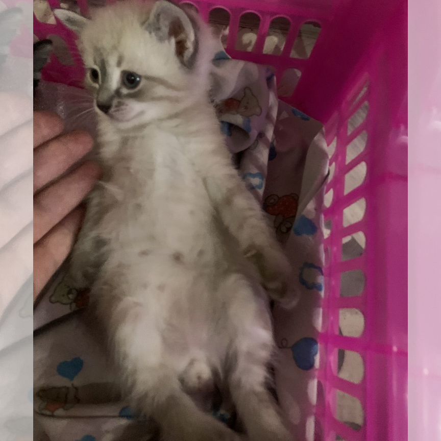 Сиамские котята в добрые руки бесплатно