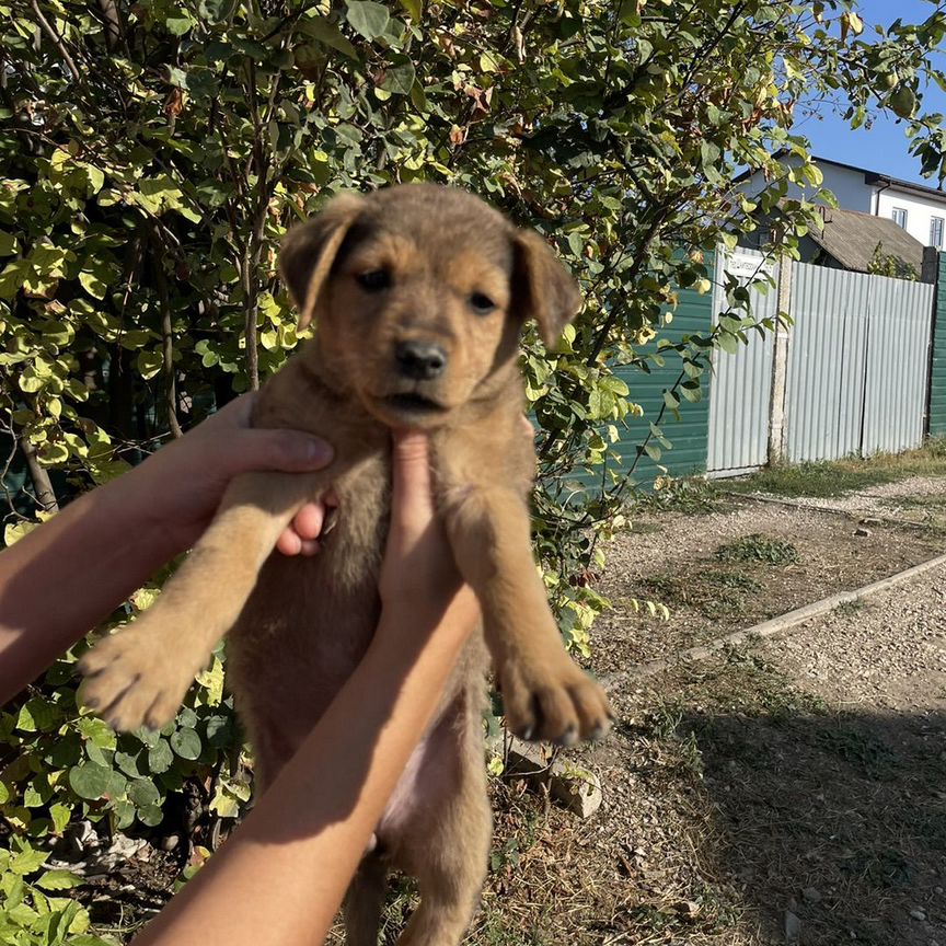 Щенки в добрые руки