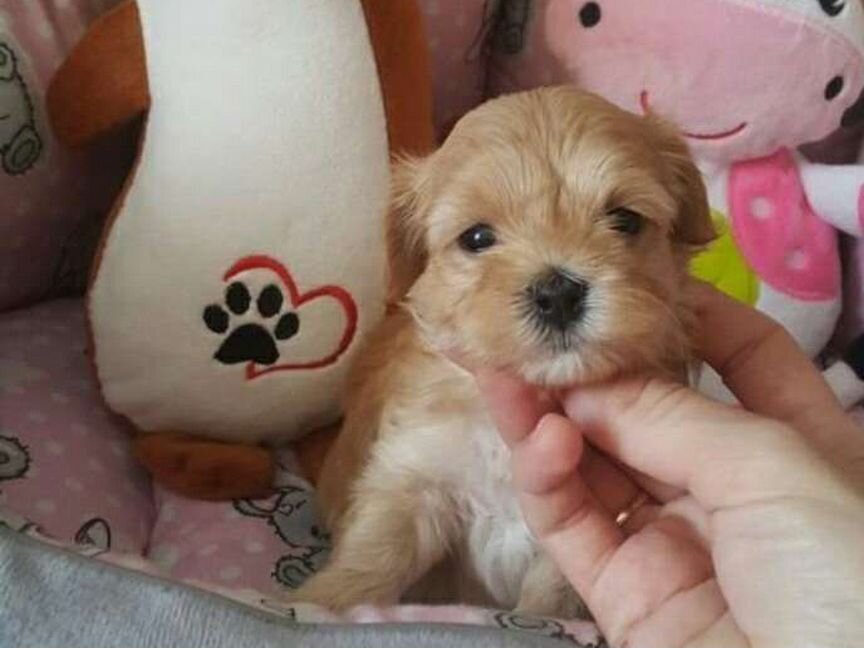 Кудряшки очаровашки