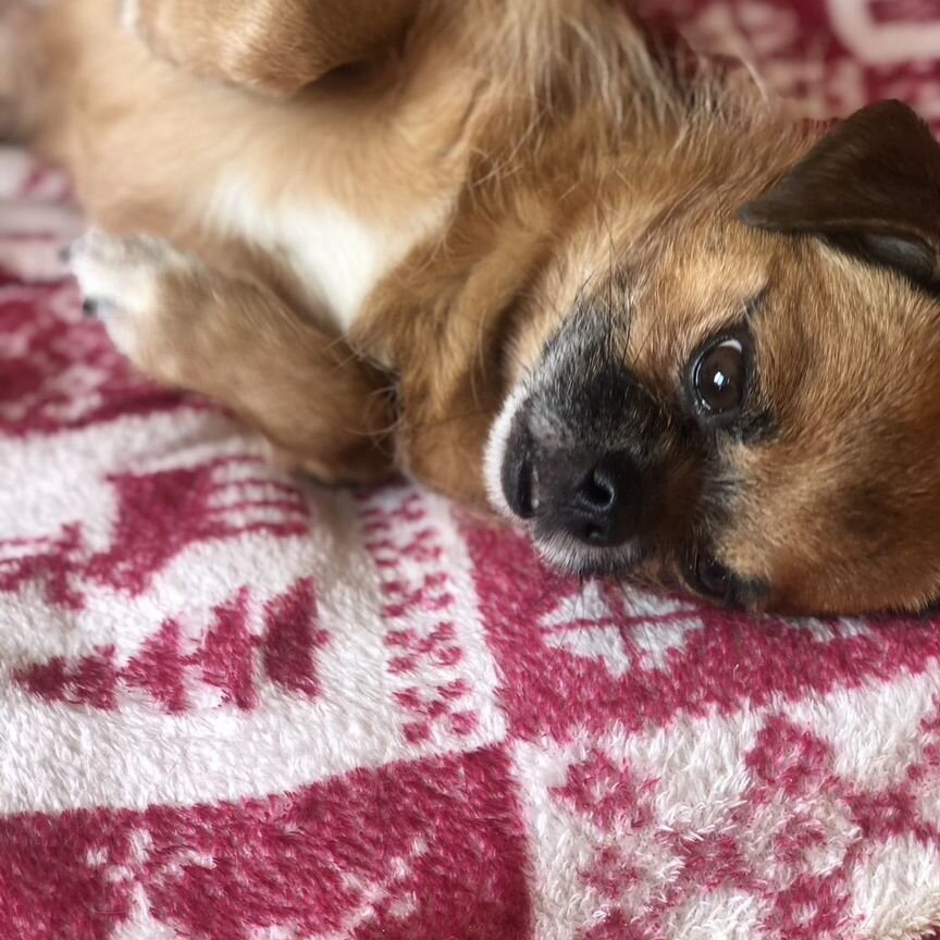 Собака в добрые руки отдам бесплатно