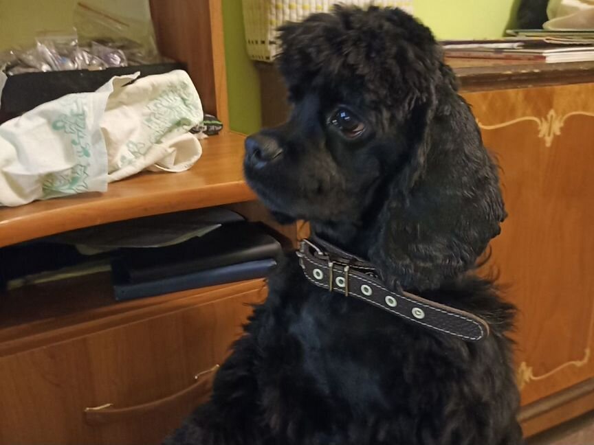 Американский коккер-спаниель в добрые руки