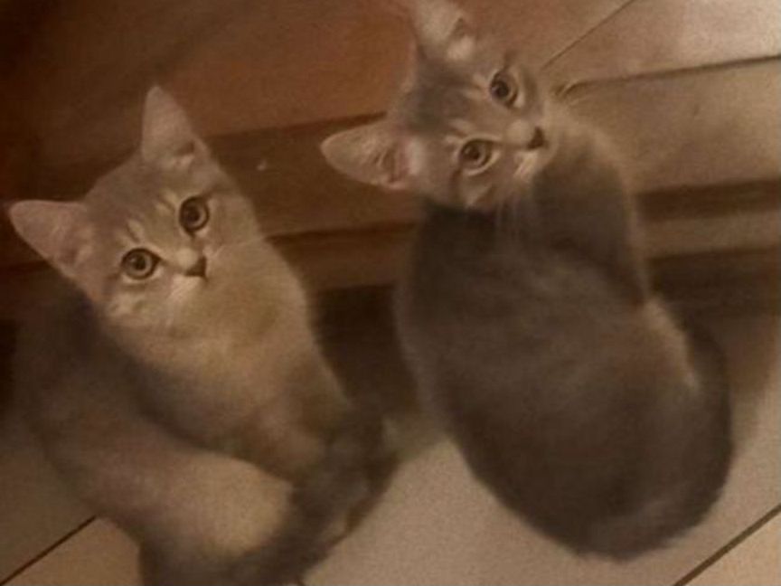 Шотландские котята