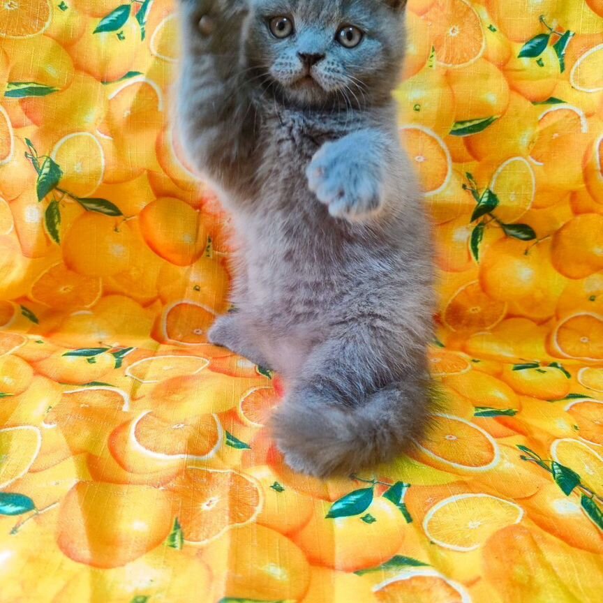 Британский котик