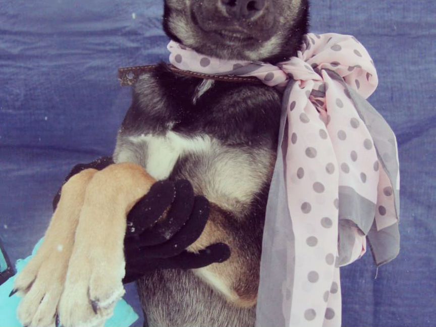 Собачка Дива