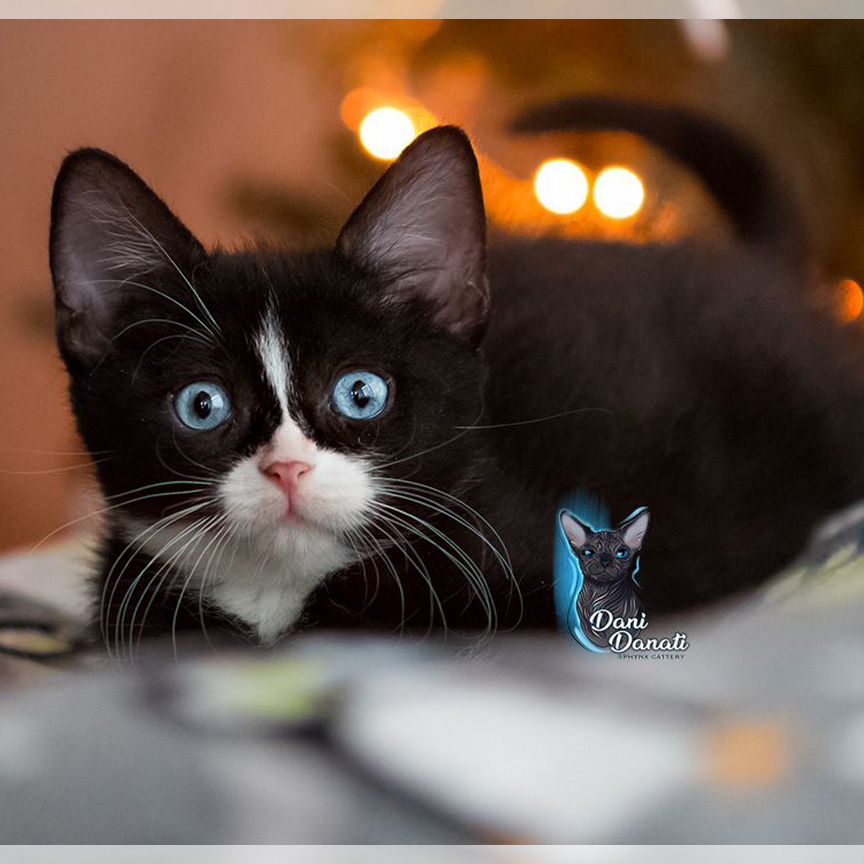 Канадский сфинкс котёнок