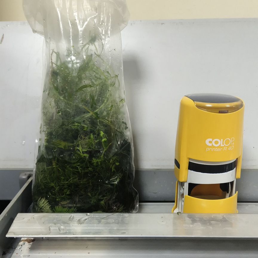 Прополка аквариумная