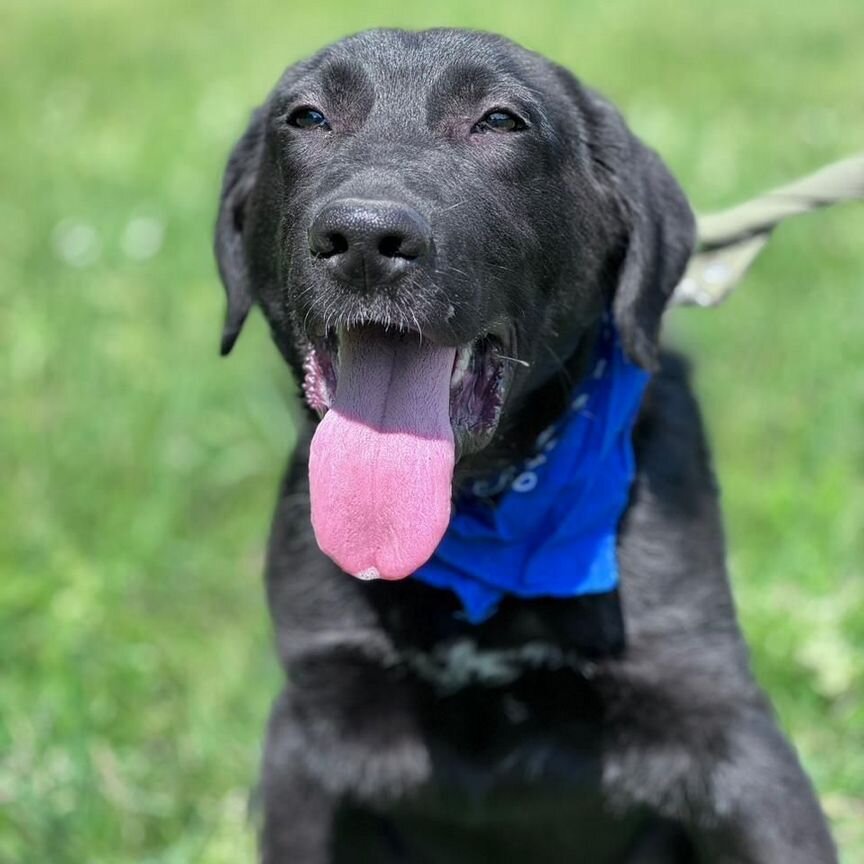 Симпатичный щенок из приюта ждёт родителей