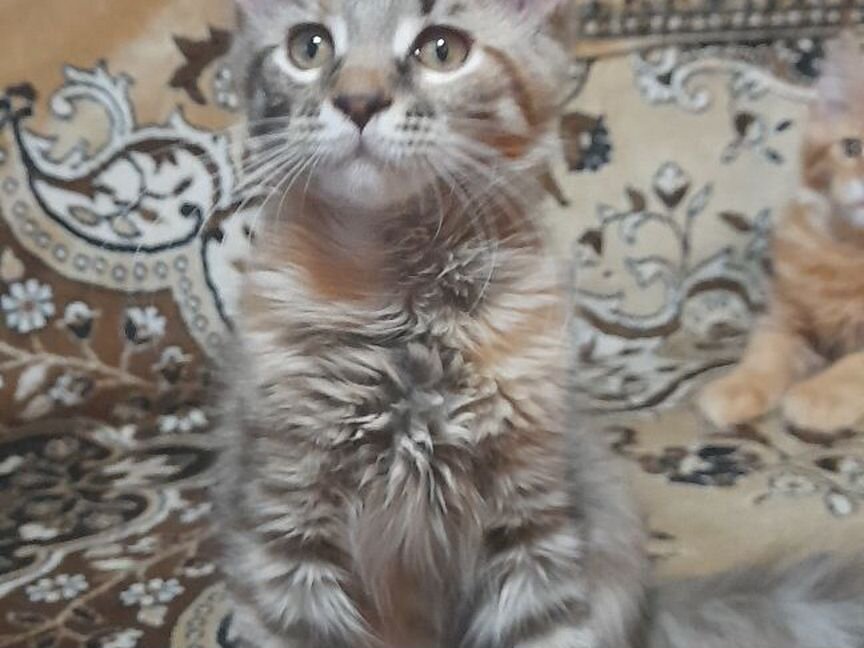 Кошечка Мейн-кун