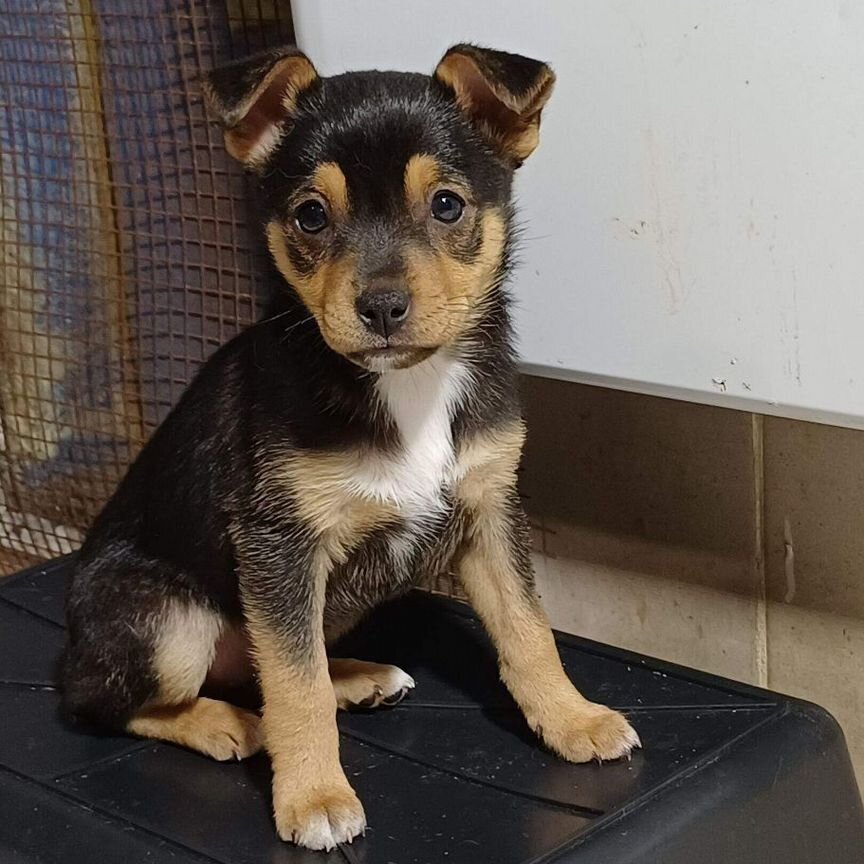 Щенок в добрые руки