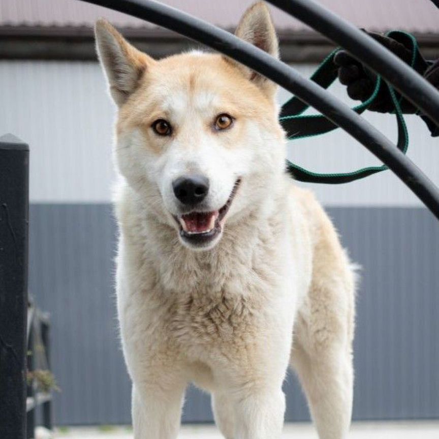 Собака мальчик в добрые руки