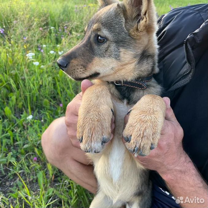 Щеночек девочка-дворняжка в добрые руки