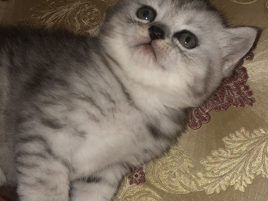 Шатланский котенок