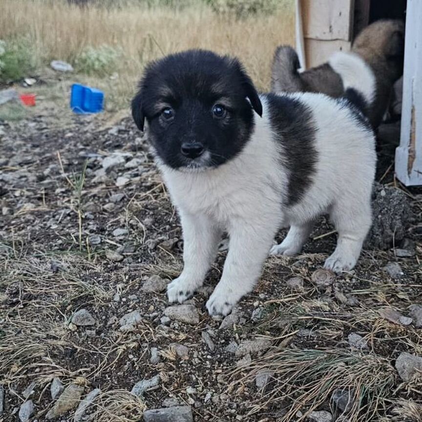 Маленький щенок в дар