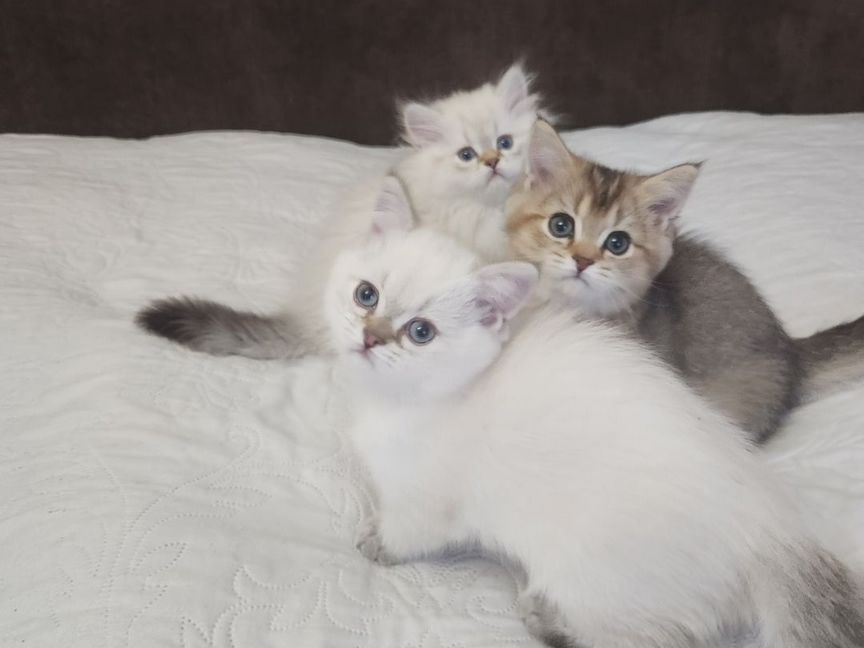 Котята британские