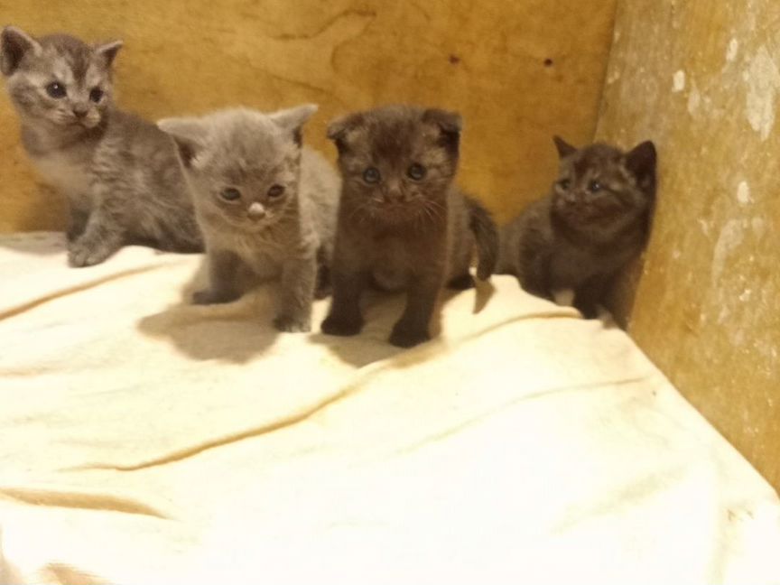 Шотландские глазастики