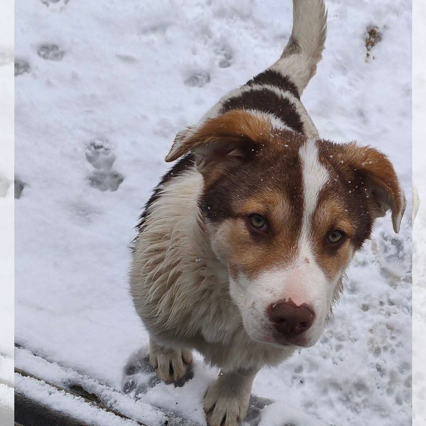 Взрослый пёс в добрые руки