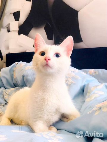 Кошкчка в добрые ручки