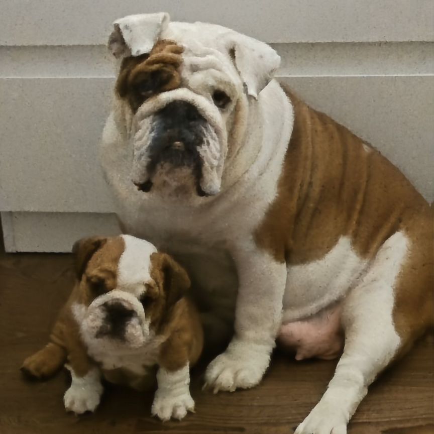 Английский бульдог, щенок