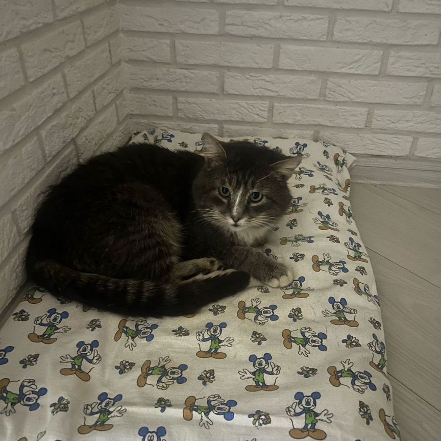 Котик ищет свой дом