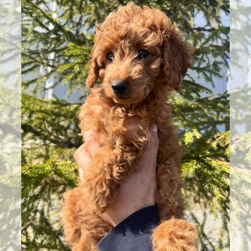 Той-пудель, щенок