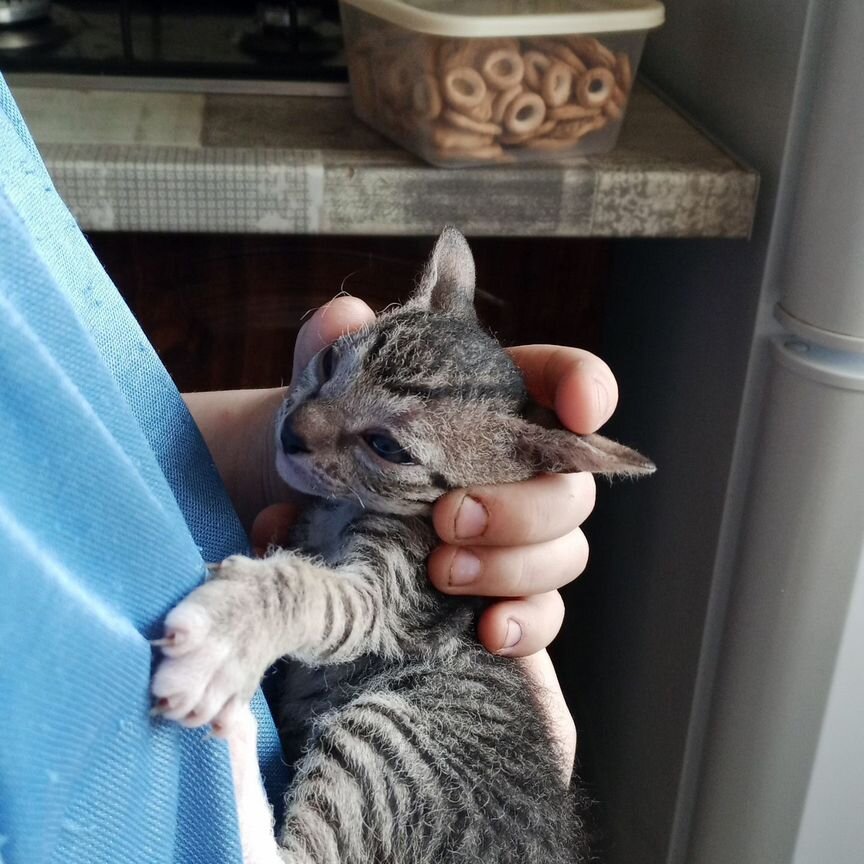 Донской сфинкс котята