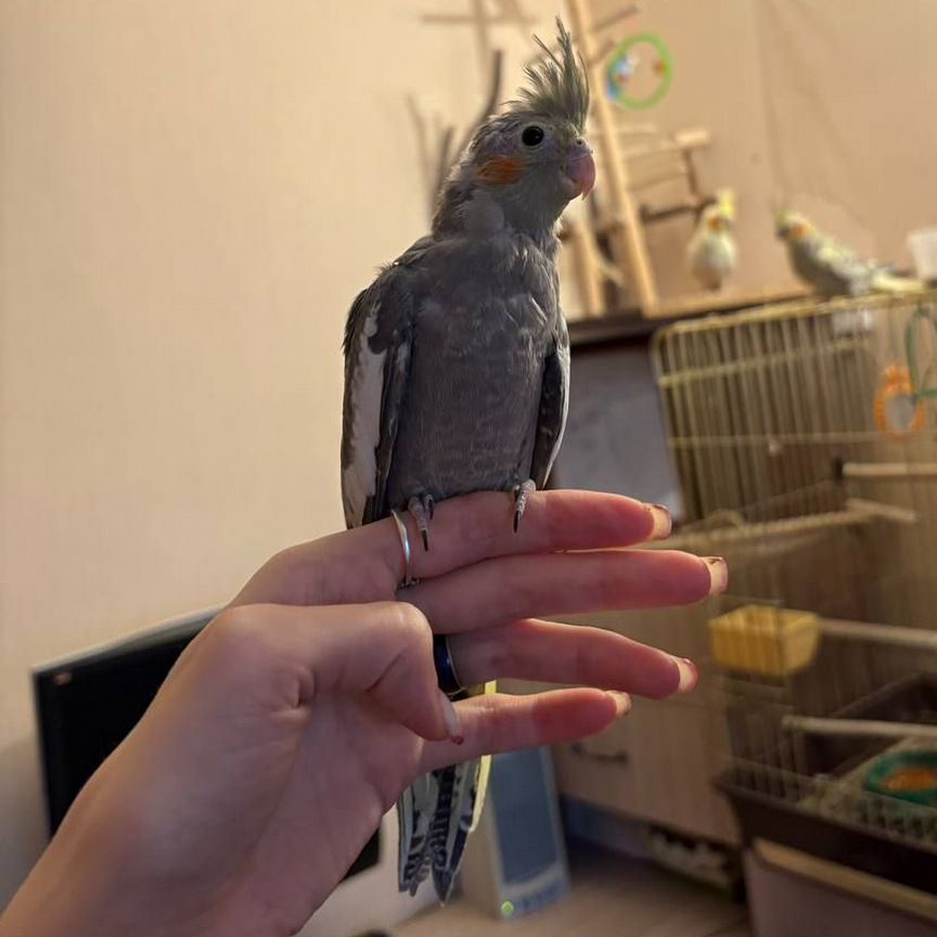 Попугай корелла птенец ручной