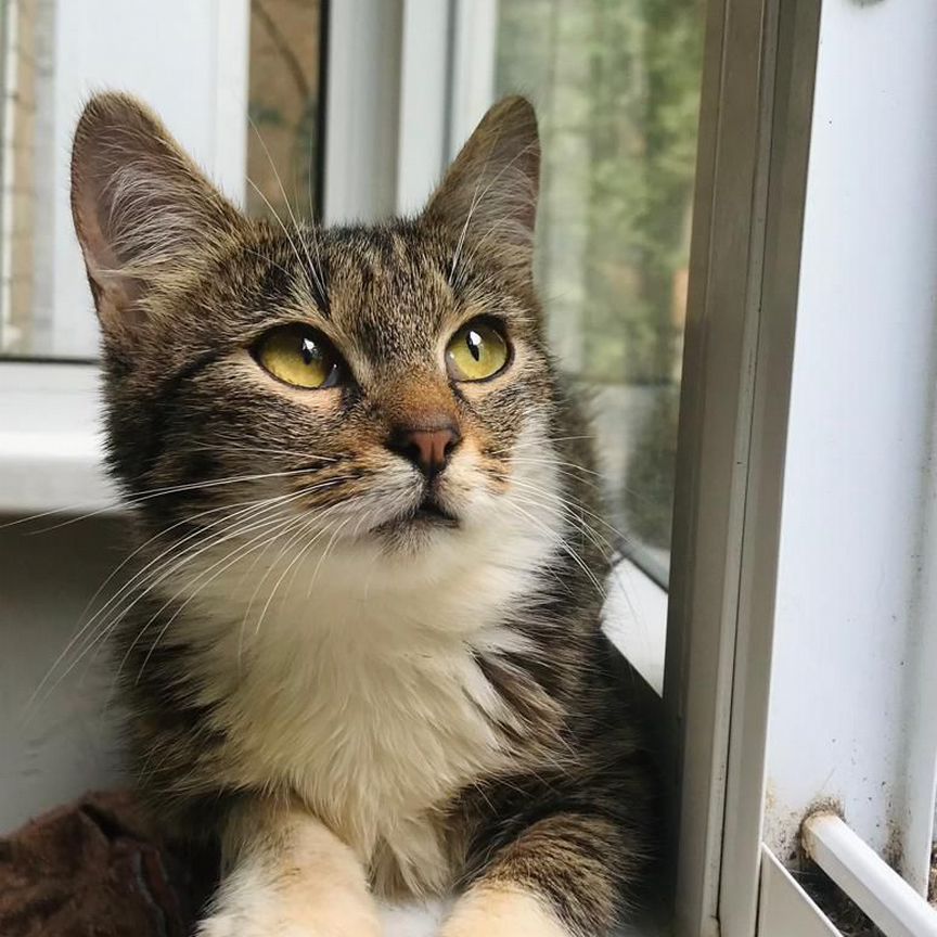 Ищет своих мам и пап малышка Песчанка