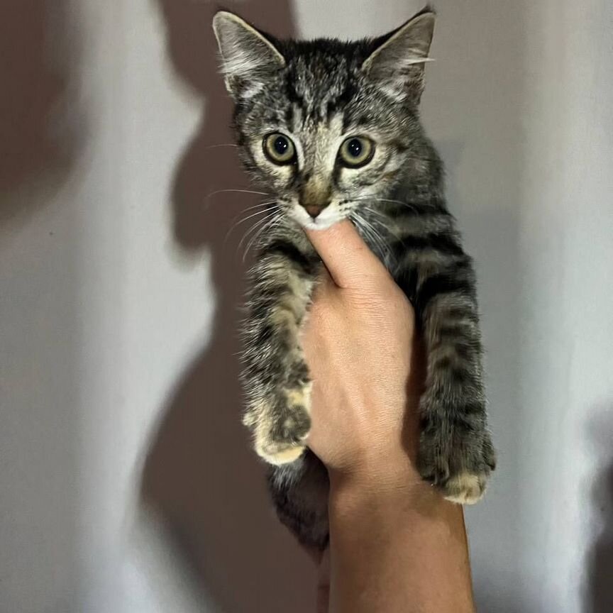 Котенок девочка в добрые руки привезу