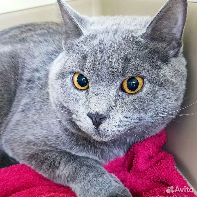 Ласковый, умный котик Сильвер 10 мес в дар