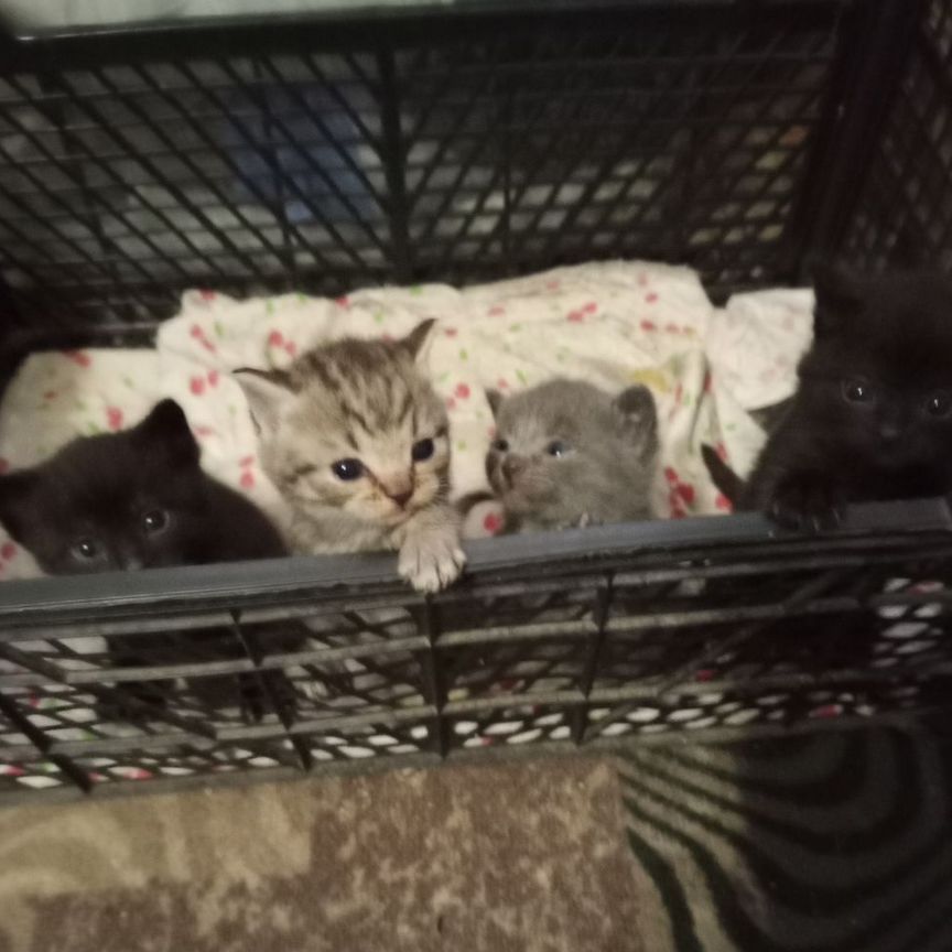 Котёнок в добрые руки