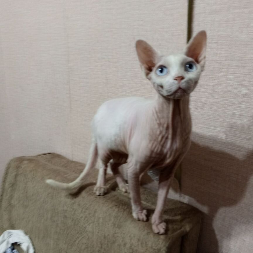 Канадский сфинкс