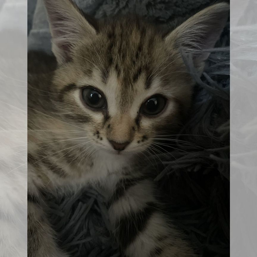 Отдам котят проды Европейская короткошерстная