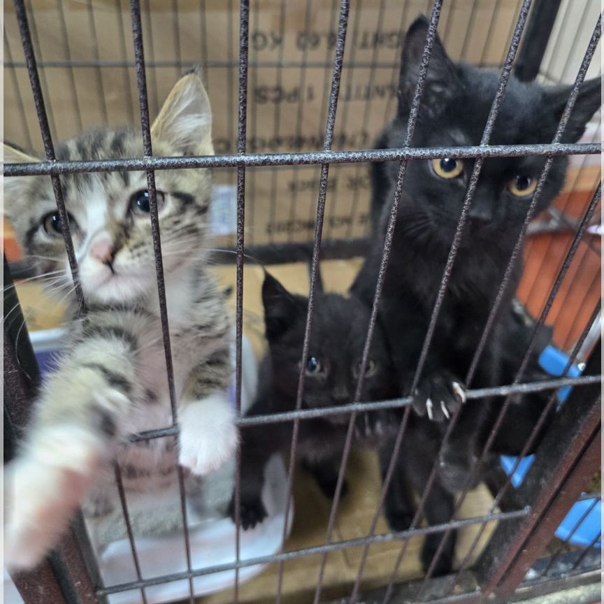 Котёнок в добрые руки